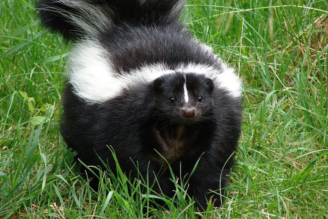 Skunk found in Galloway tests positive for rabies - Breaking AC