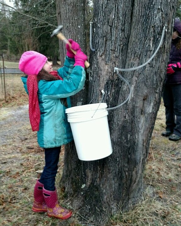 Stockton to host Maple Project ‘Adopt a Tree Day’ - DownBeach