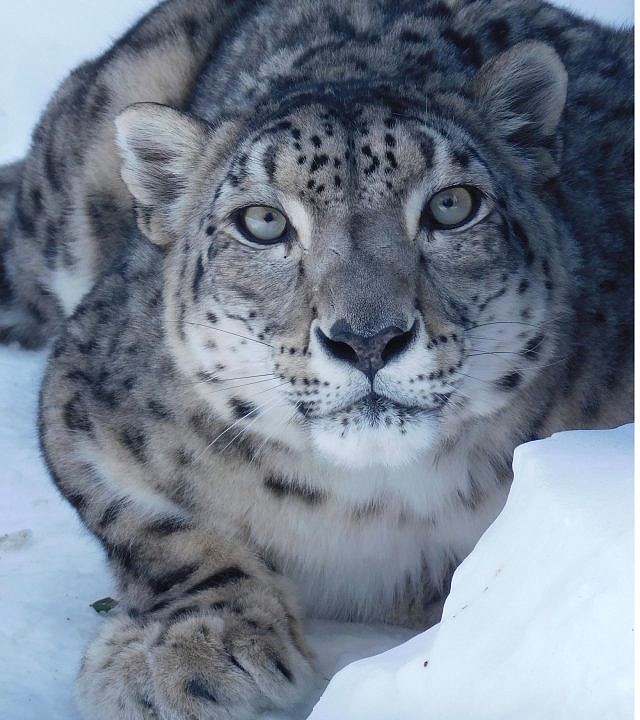 Cape May County Zoo snow leopard crosses Rainbow Bridge - DownBeach