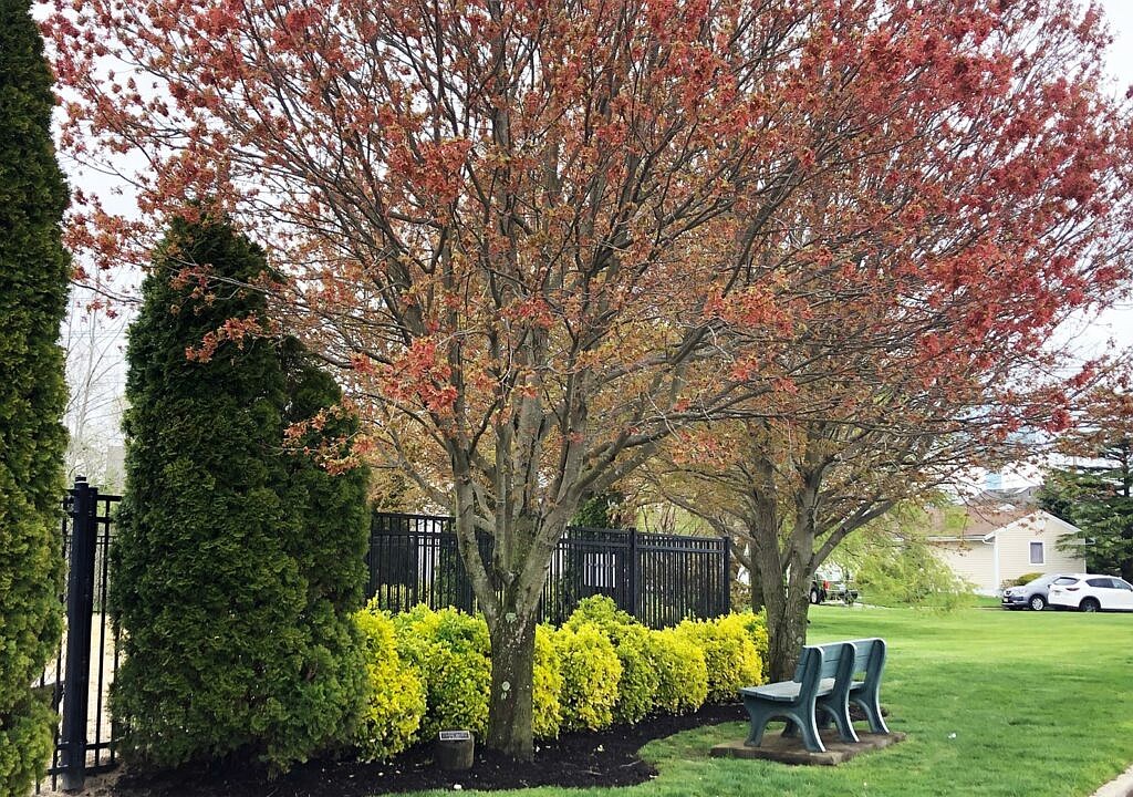 Margate to plant a variety of native trees on Arbor Day, Friday, April ...