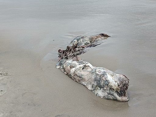 Badly decomposed whale washes up in Ocean City - DownBeach