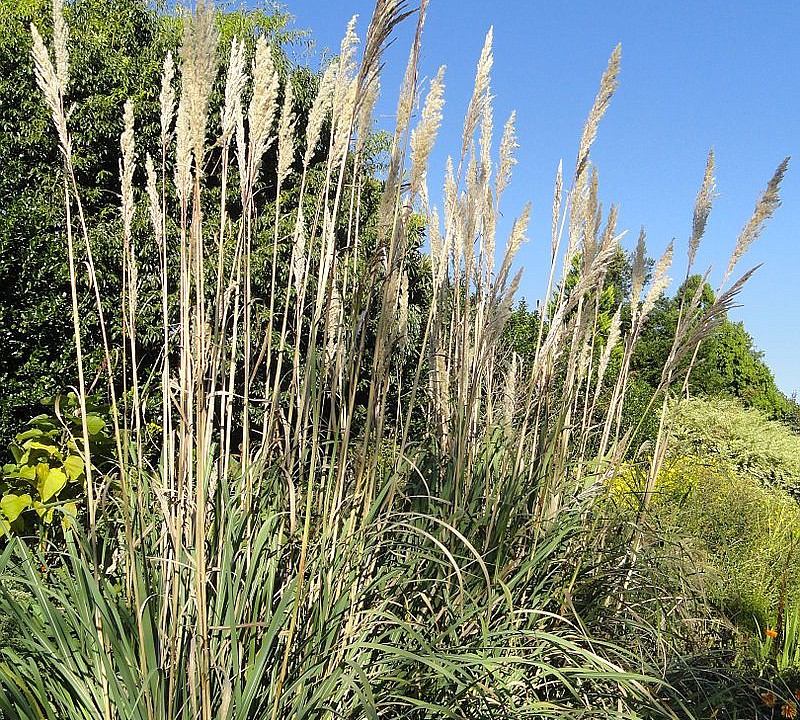 Pennsylvania Bans Sale of Three Invasive Plants - North Penn Now