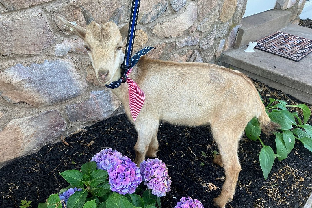 After Failing to Identify Owner, Towamencin Police Transfer Goat to ...