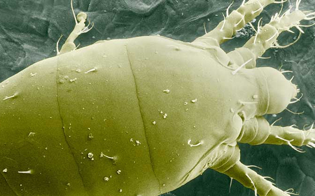 The Hidden Dangers of Mites and How to Protect Yourself - Breaking AC