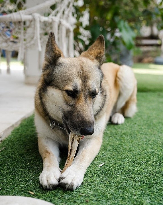 Barbara Spectre Discusses Adopt Don’t Shop: The True Cost of Buying a ...