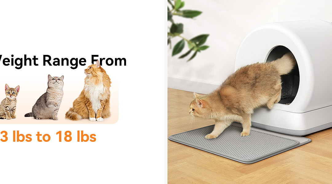 How to Choose the Best Self-Cleaning Cat Litter Box - OCNJ Daily