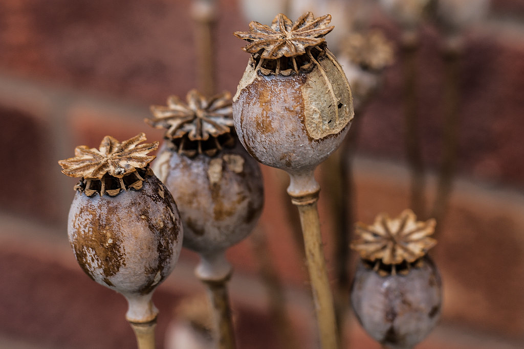 Creative Ways to Use Dried Poppy Pods for Stunning Floral Arrangements ...