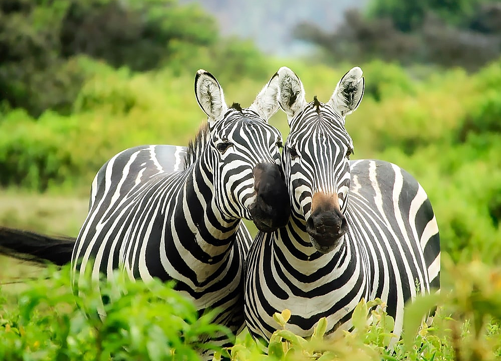 Kenya Safari, Masai-Mara and Migration Kenya: Wild Land Where Life ...