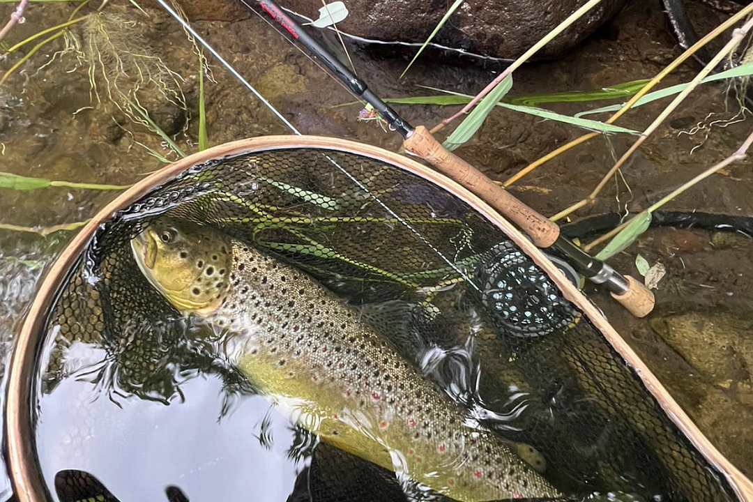 Why Every UK Angler Needs a Folding Landing Net with Their Fishing Rods ...