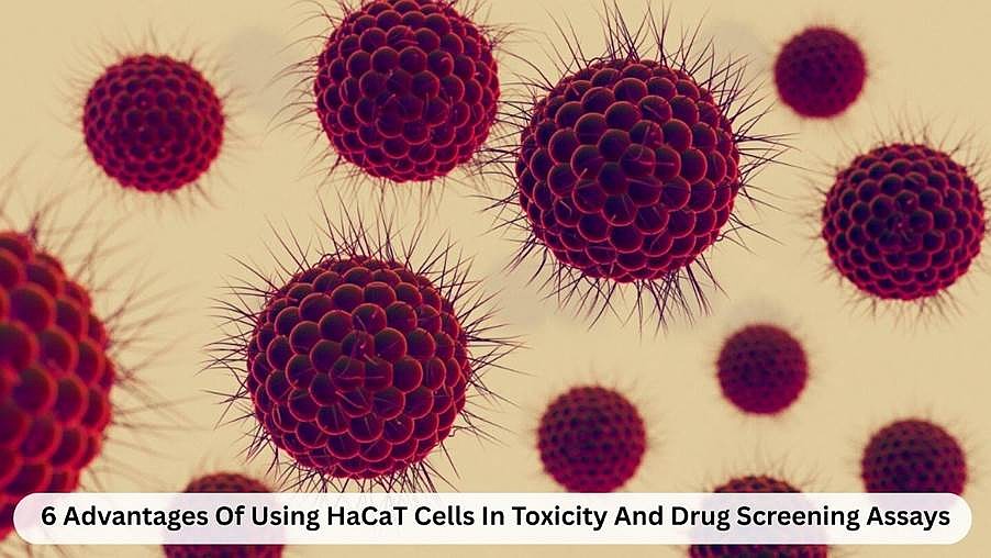 6 Advantages Of Using HaCaT Cells In Toxicity And Drug Screening Assays ...
