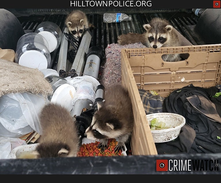 Orphaned baby raccoons rescued by Hilltown Township Police and ...