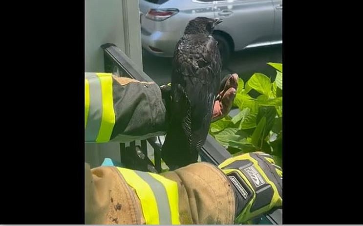 Margate firefighters free bird from chimney - Breaking AC
