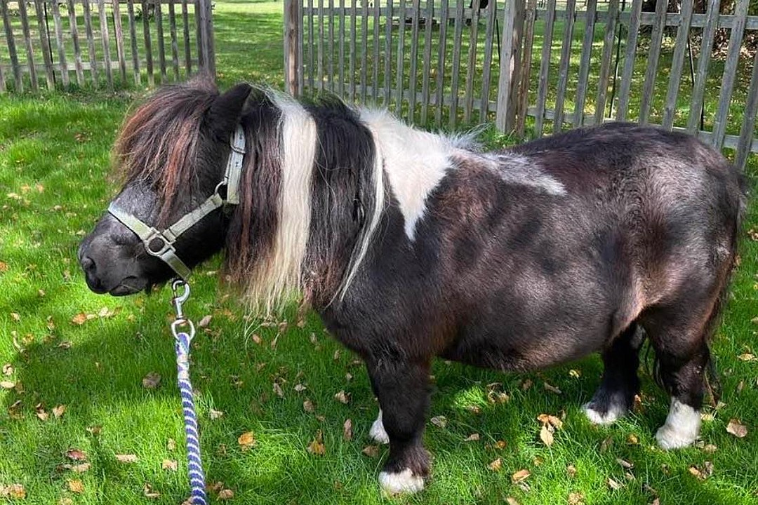 Mini horse safe after adventure in Egg Harbor Township - Breaking AC