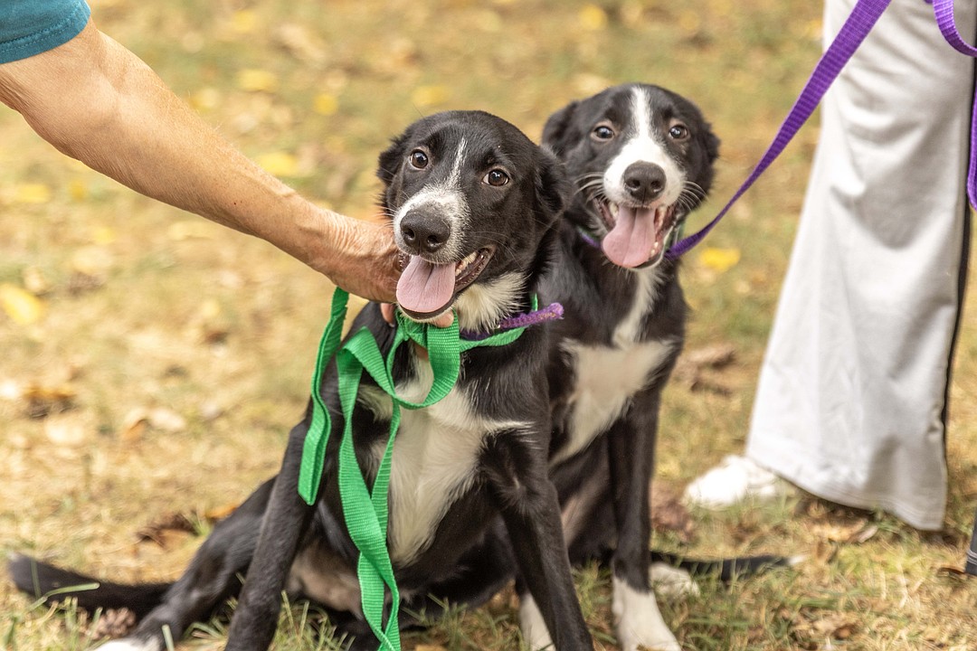 Rescue of the Week: Edgar & Edward, 4-month-old Border Collies - North ...