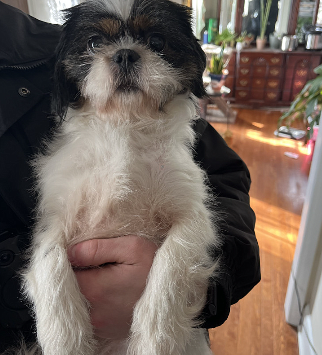 Small dog found in Hatfield Monday with no collar, microchip, police ...