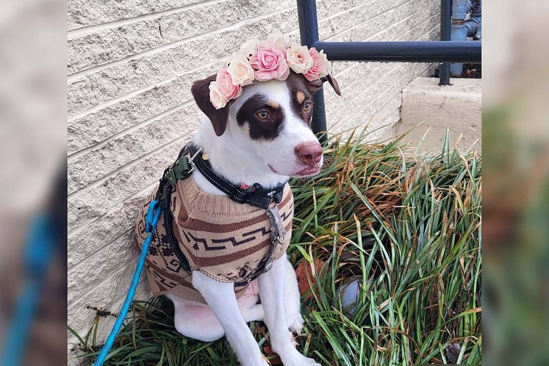 Rescue Of The Week: Spooky, an 18-month-old English Pointer mix ...