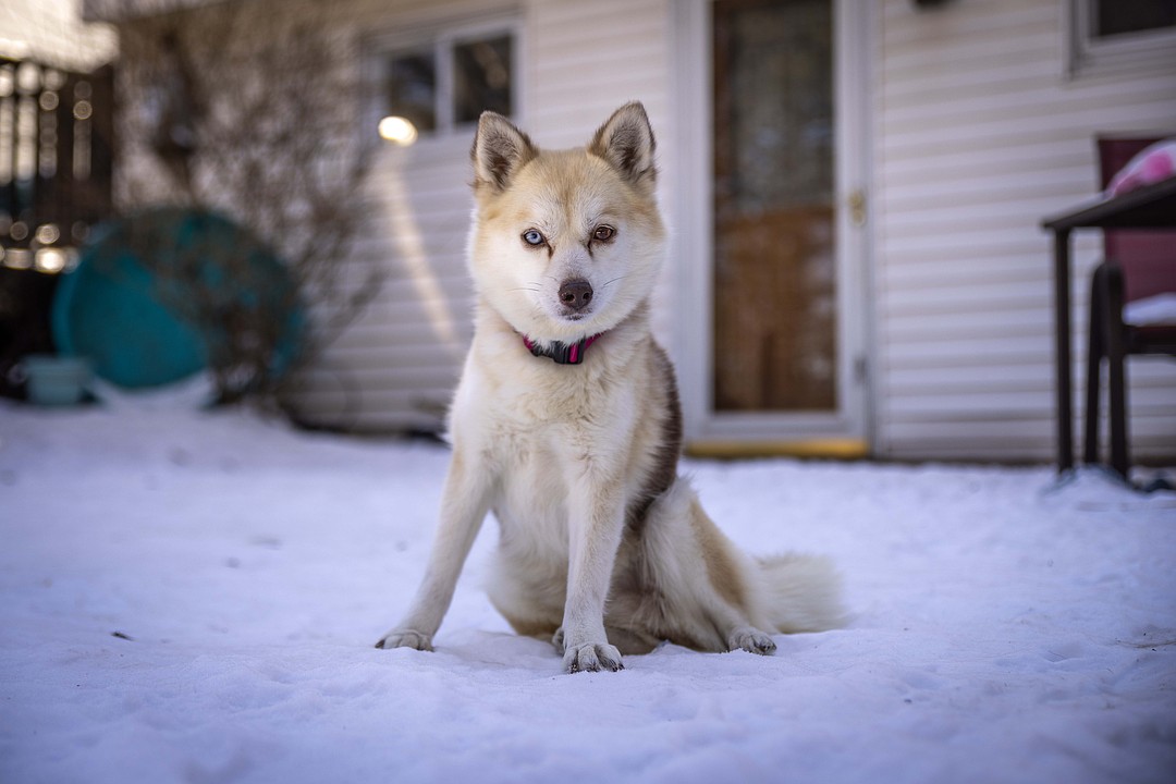 Rescue of the Week: Posie, a 9-year-old Pomsky - North Penn Now