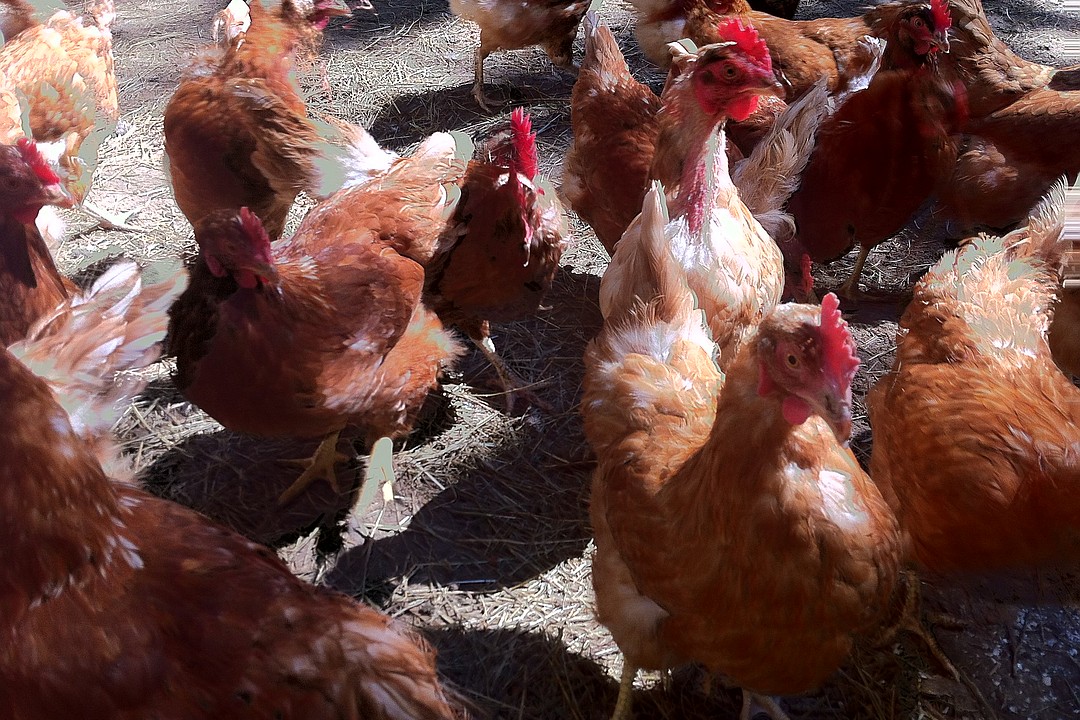 Towamencin could revive backyard chicken code - North Penn Now