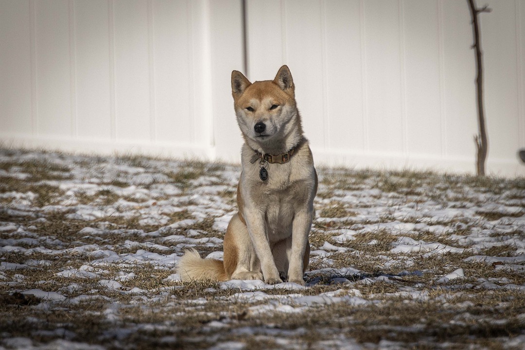 Rescue Of The Week: Helena, a 3-year-old Shiba Inu - North Penn Now