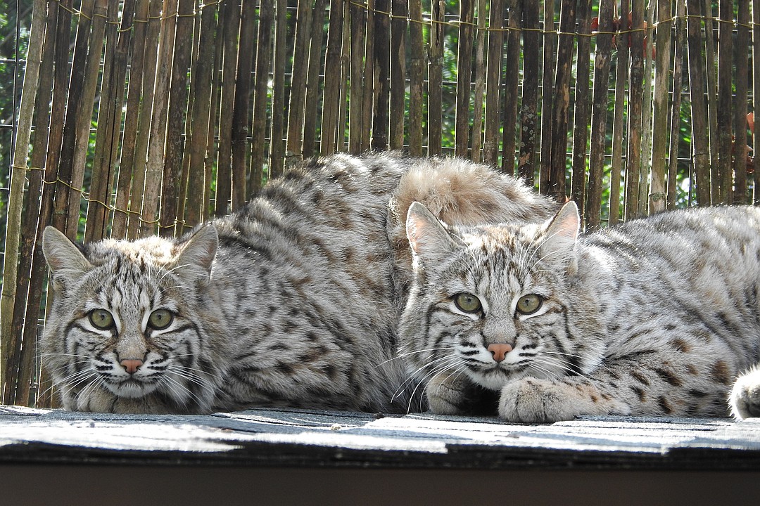 Cape May County Zoo Welcomes Two Bobcats - SeaIsle News