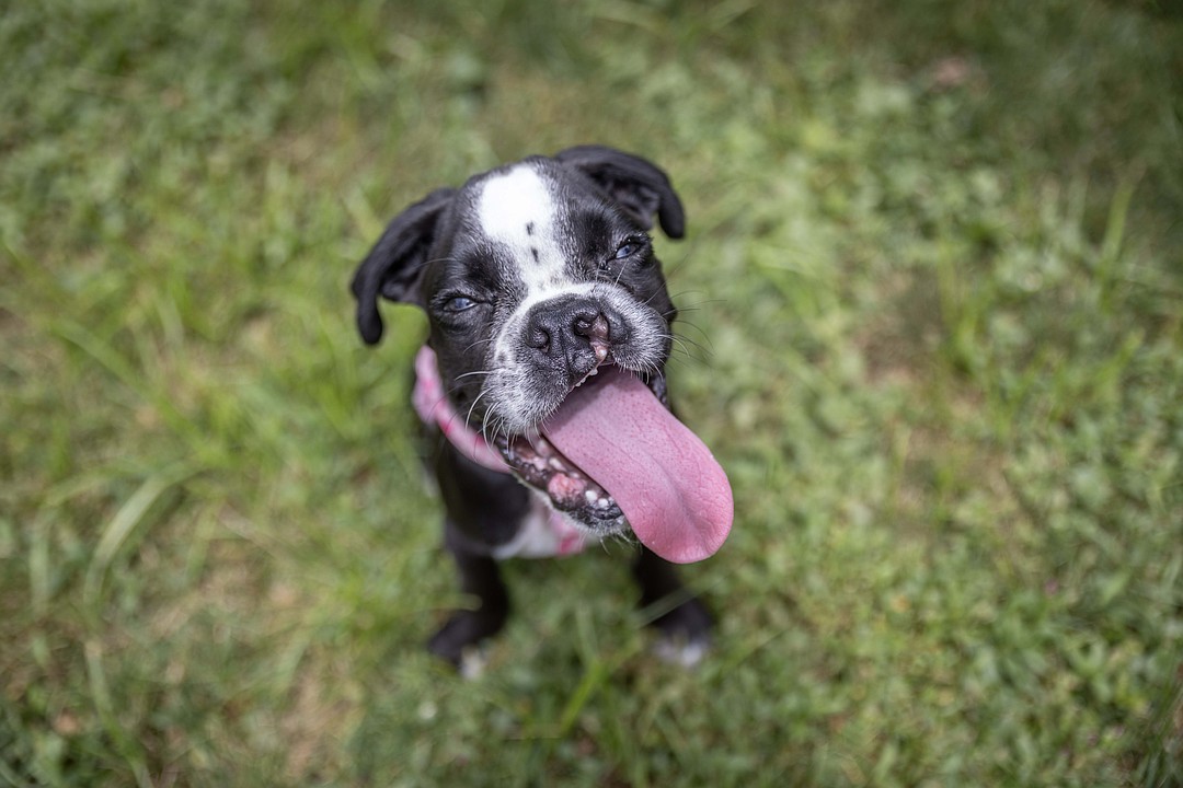 Rescue of the Week: Poppy, a 5-month-old boxer - North Penn Now