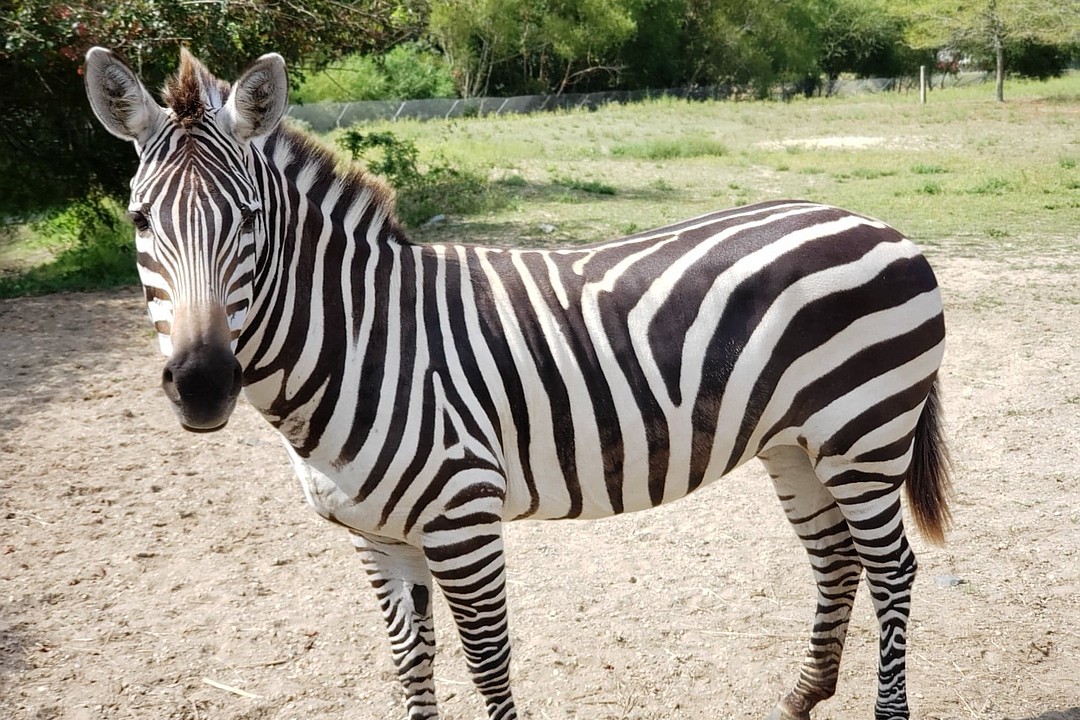 Zebra Dies in Fall at Cape May County Zoo - OCNJ Daily