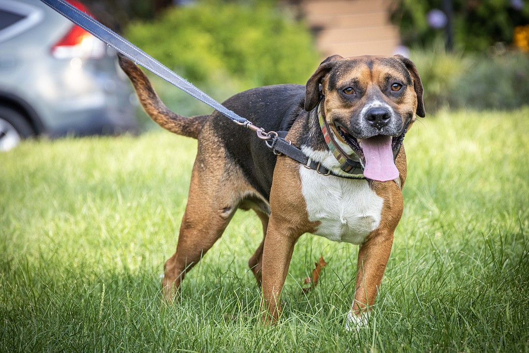 Rescue of the Week: Shug, a 2-year-old beagle mix - North Penn Now