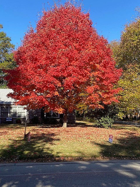 Ambler Borough offering residents trees for their properties at extreme ...