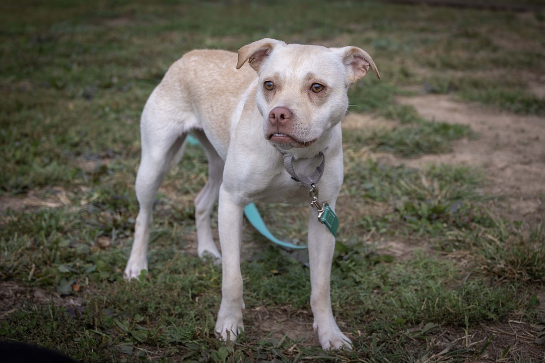 Rescue of the week: Sunshine, a nine-month-old lab mix - North Penn Now