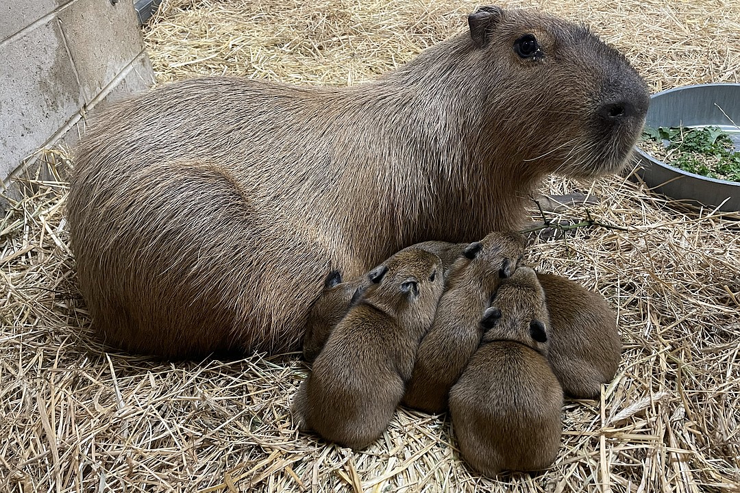 Seven capybara pups born at zoo - SeaIsle News