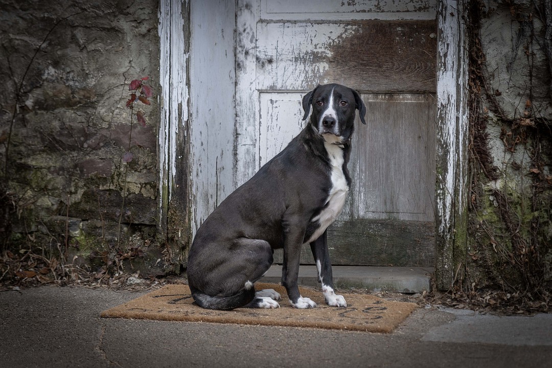 Rescue of the Week: Henderson, a 2-year-old hound mix - North Penn Now