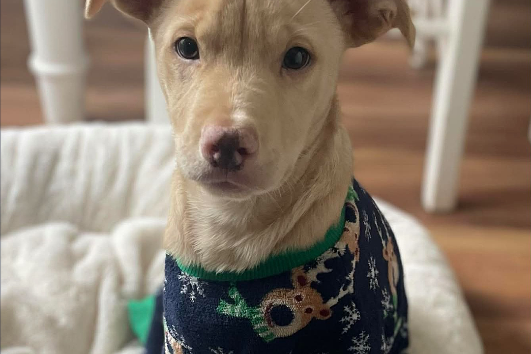 Rescue of the Week: Flynn, a Lab mix puppy - North Penn Now