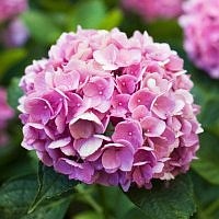 Hartzell, June (nee Anderson) - OCNJ Daily