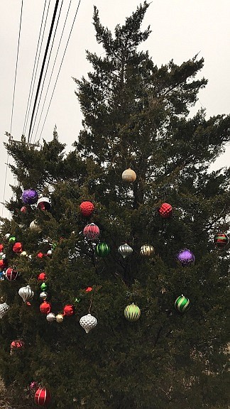 Mystery Christmas Tree Remains a Puzzle - OCNJ Daily