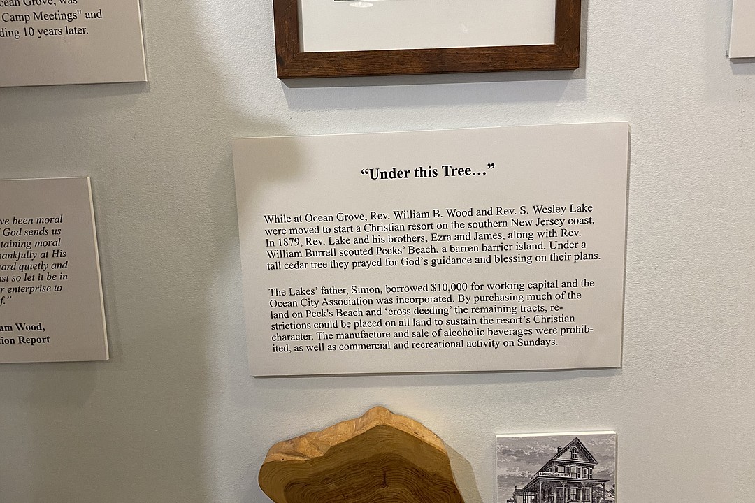 Tree Where Ocean City Founders Met Finds New Home - OCNJ Daily