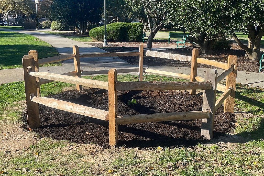 Seedling From Historic "Salem Oak" Grows in Ocean City - OCNJ Daily