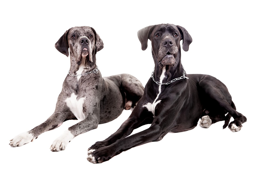 Michael Lebow of Gainesville on Raising Great Danes - OCNJ Daily