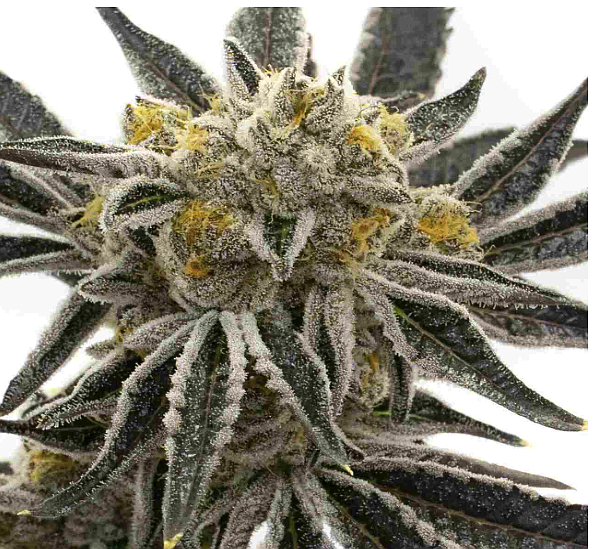 Best Indica Strains To Cultivate In 2024 - SeaIsle News