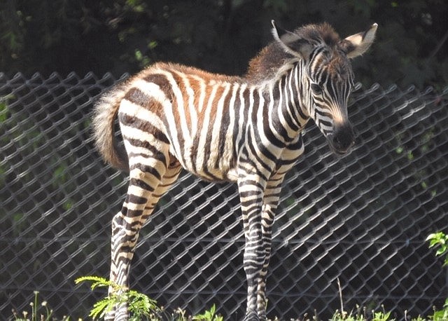 Baby Zebra Born at Zoo - SeaIsle News