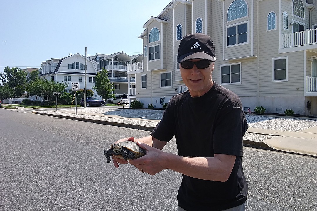 Environmentalists Alarmed Over Turtle Deaths in Sea Isle - SeaIsle News