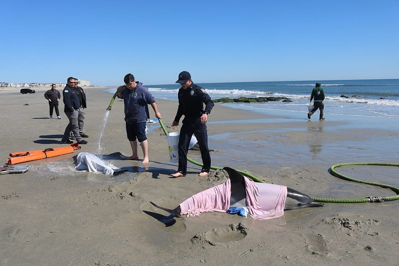 Stranded Dolphin Dies in Sea Isle After Rescue Attempt - SeaIsle News