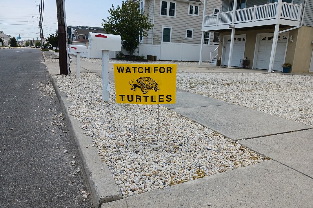 Turtle Nesting Season Ends with More Crushed on Roadways - SeaIsle News