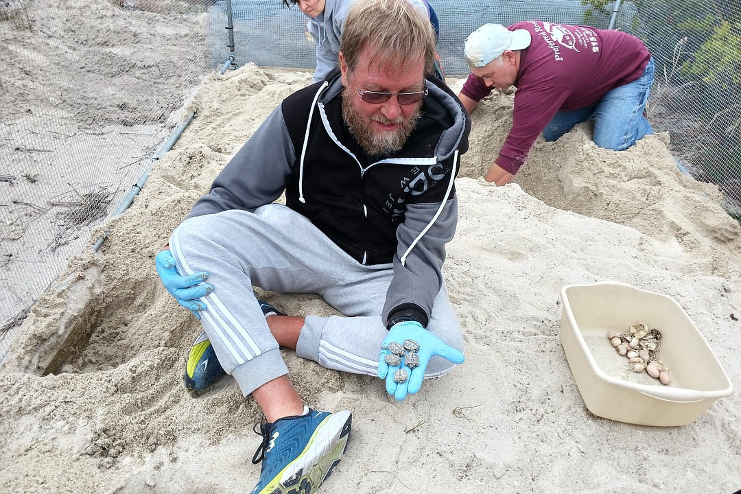 Baby Turtles on the Move From Sea Isle Nesting Box - SeaIsle News