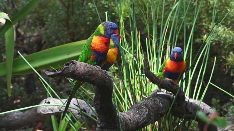 Expensive Parrots for Sale: A Guide to Rare, Exotic, and Luxury ...