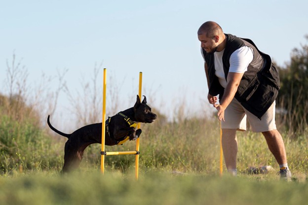 Marissa Corbett on Why Consistency Is the Most Underrated Tool in Dog ...